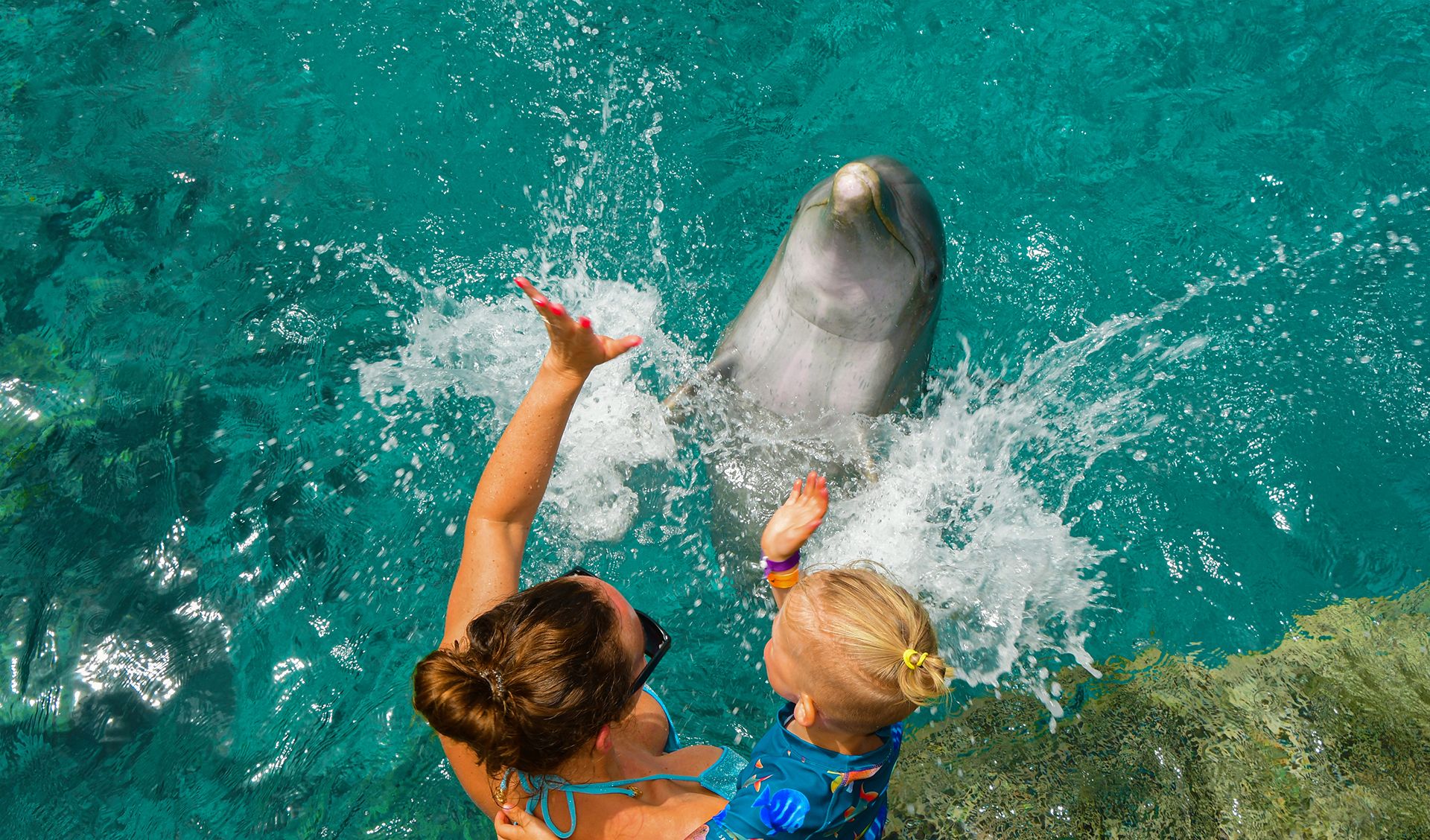 Dolphin Encounter | Dolphin Academy Curaçao